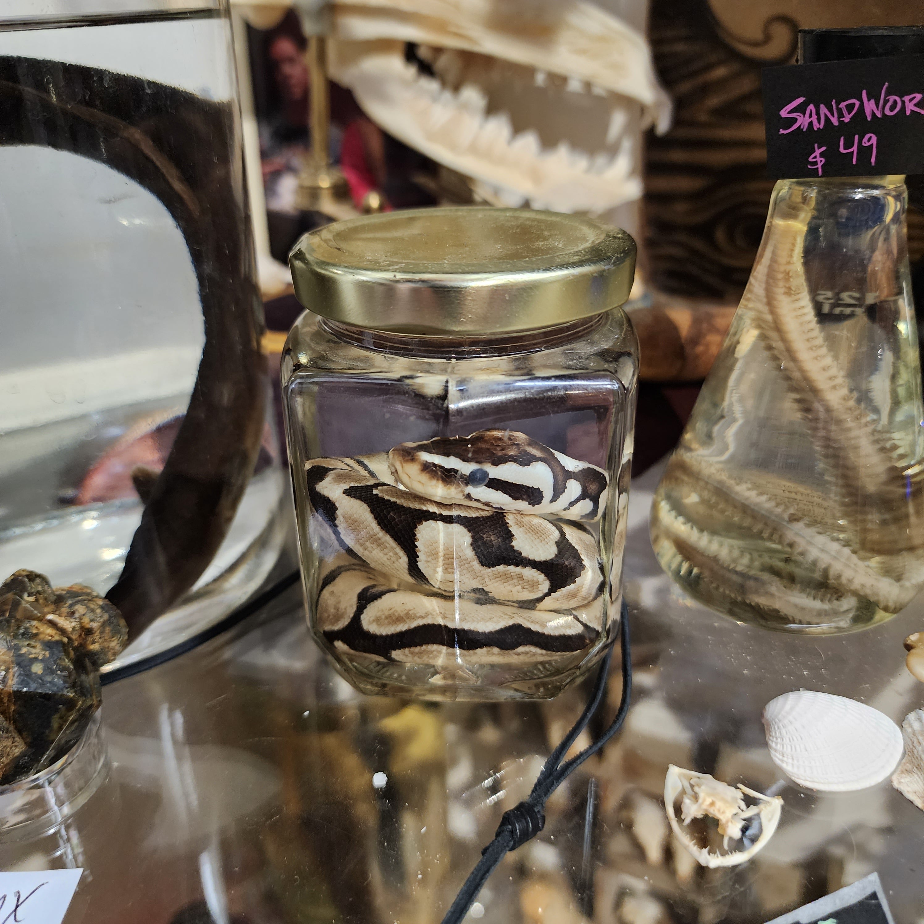 SNAKEY PYTHON WET SPECIMEN – Hail - Records and Oddities