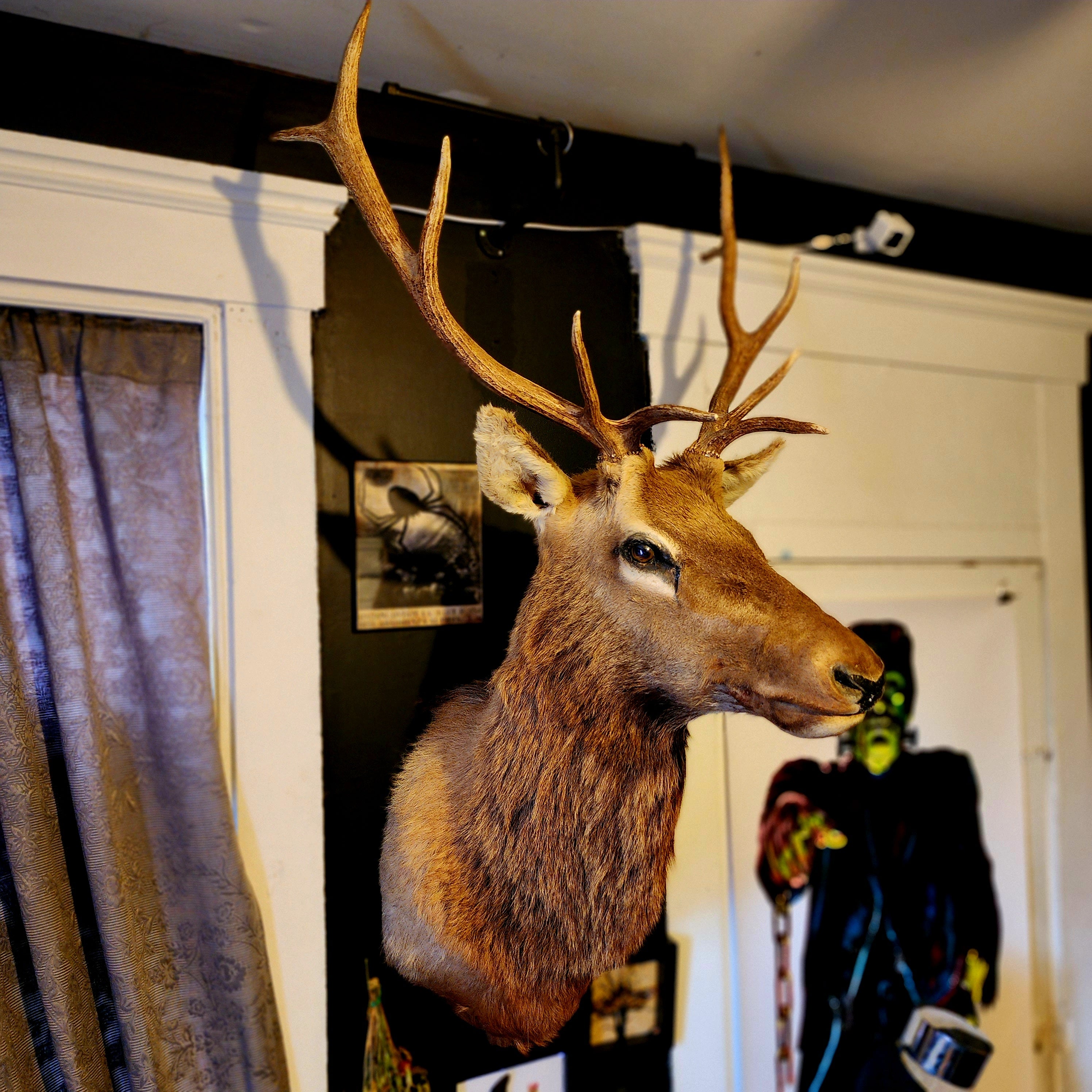 Randy the RED DEER – Hail - Records and Oddities