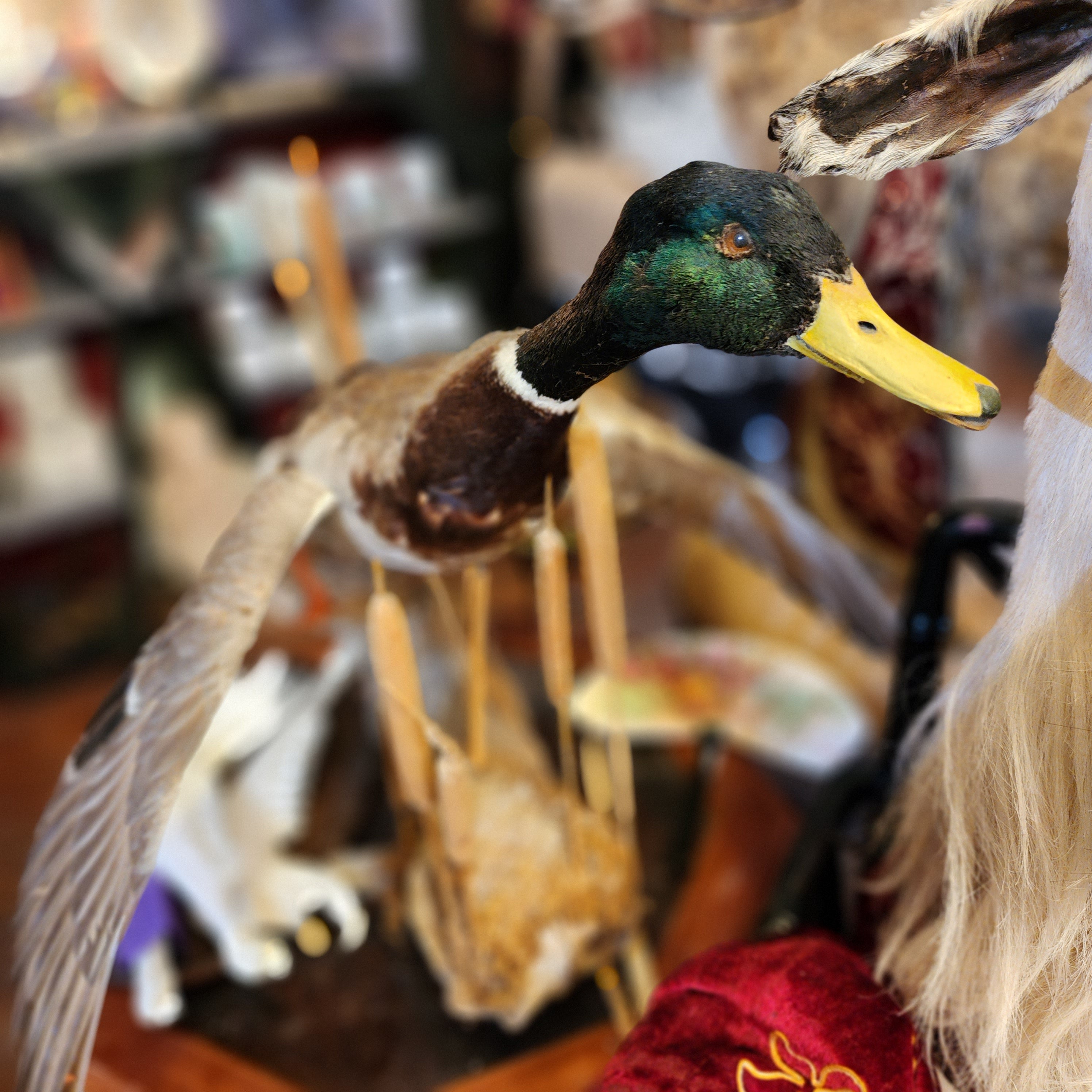 DONNY THE DUCK – Hail - Records and Oddities