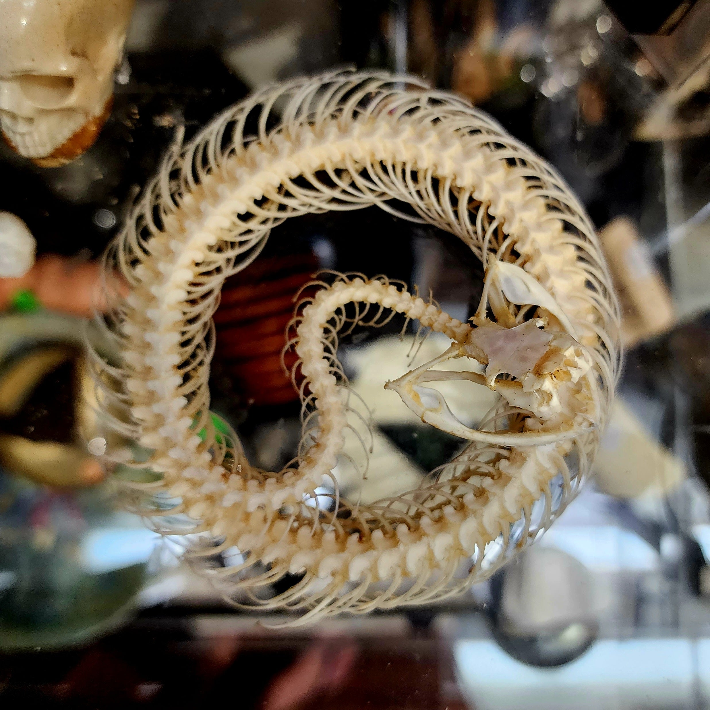 Viper Snake Skeleton – Hail - Records and Oddities