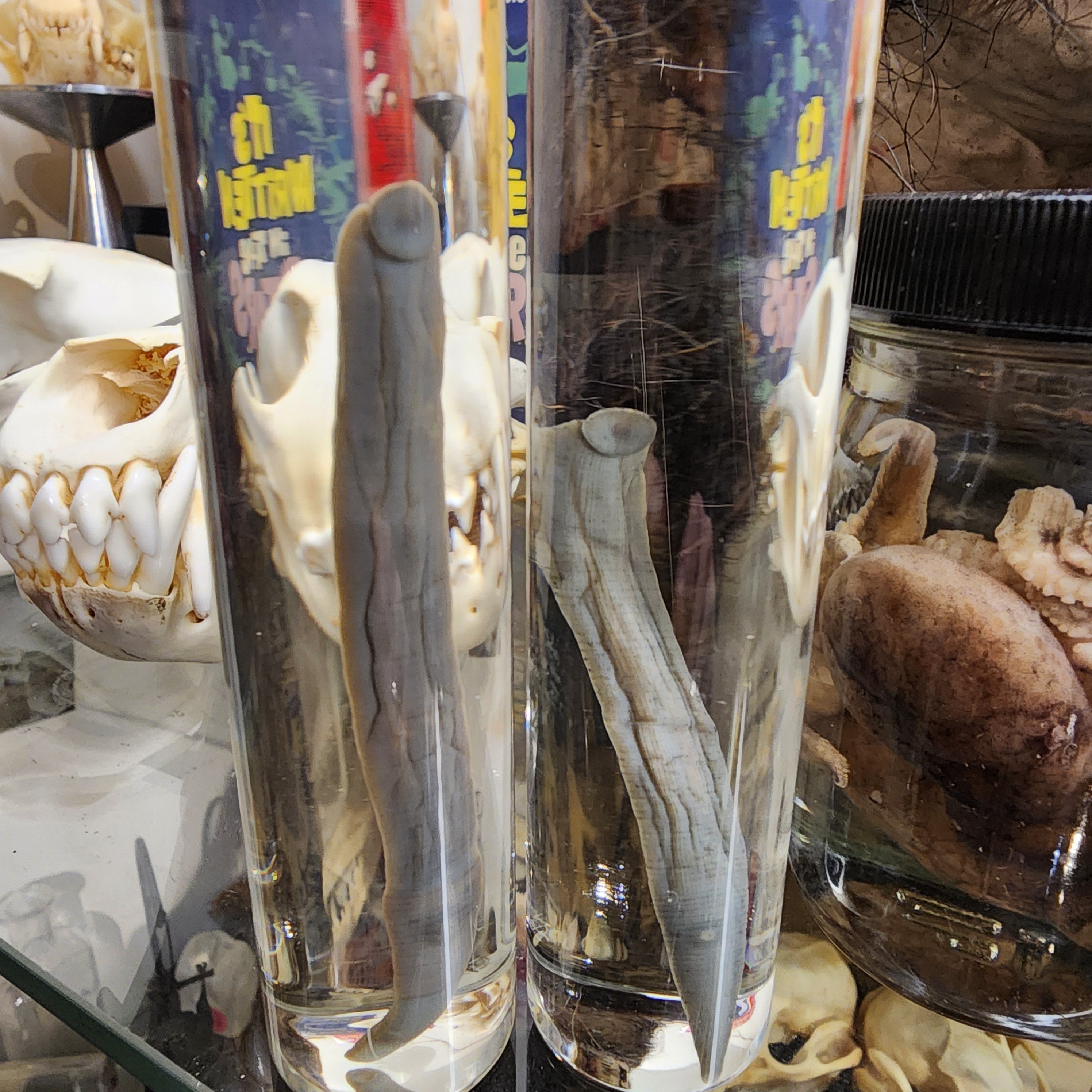 Leech Wet Specimen – Hail - Records and Oddities