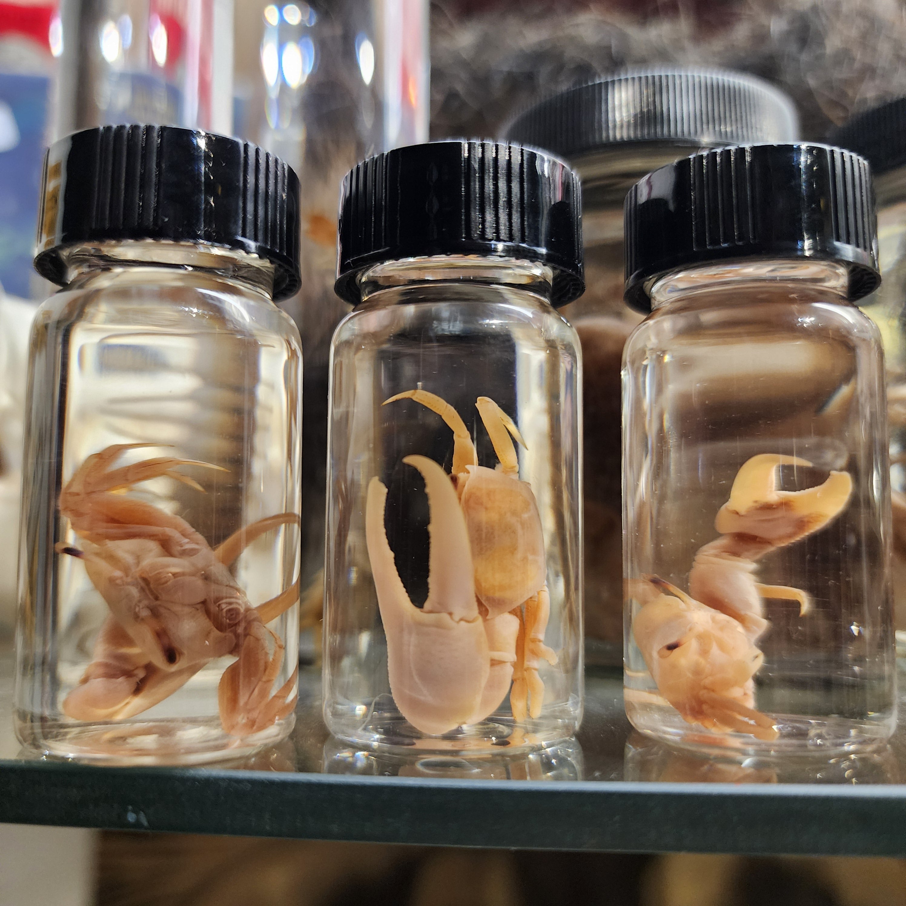 Fiddler Crab Wet Specimen – Hail - Records and Oddities