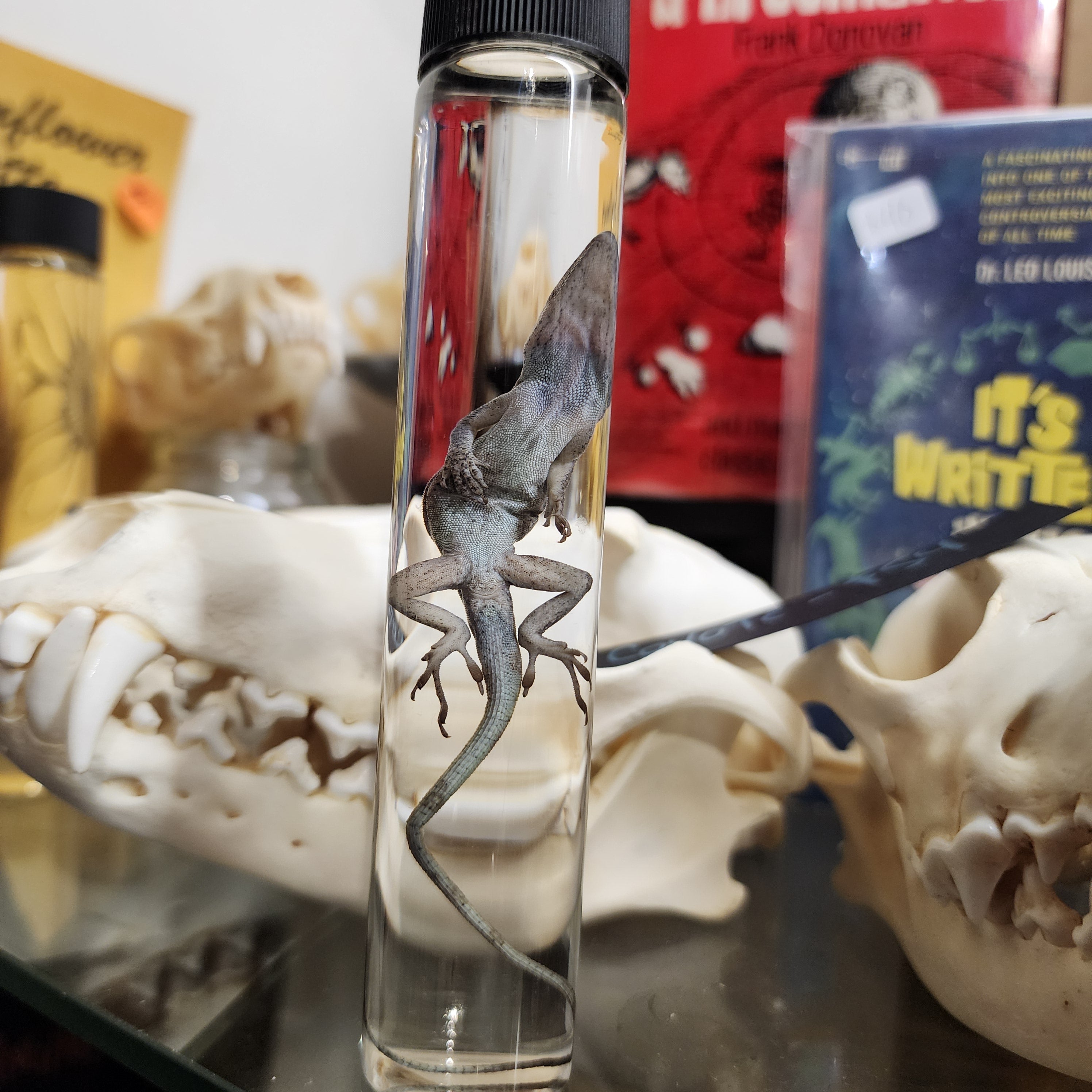 Lizard Wet Specimen – Hail - Records and Oddities