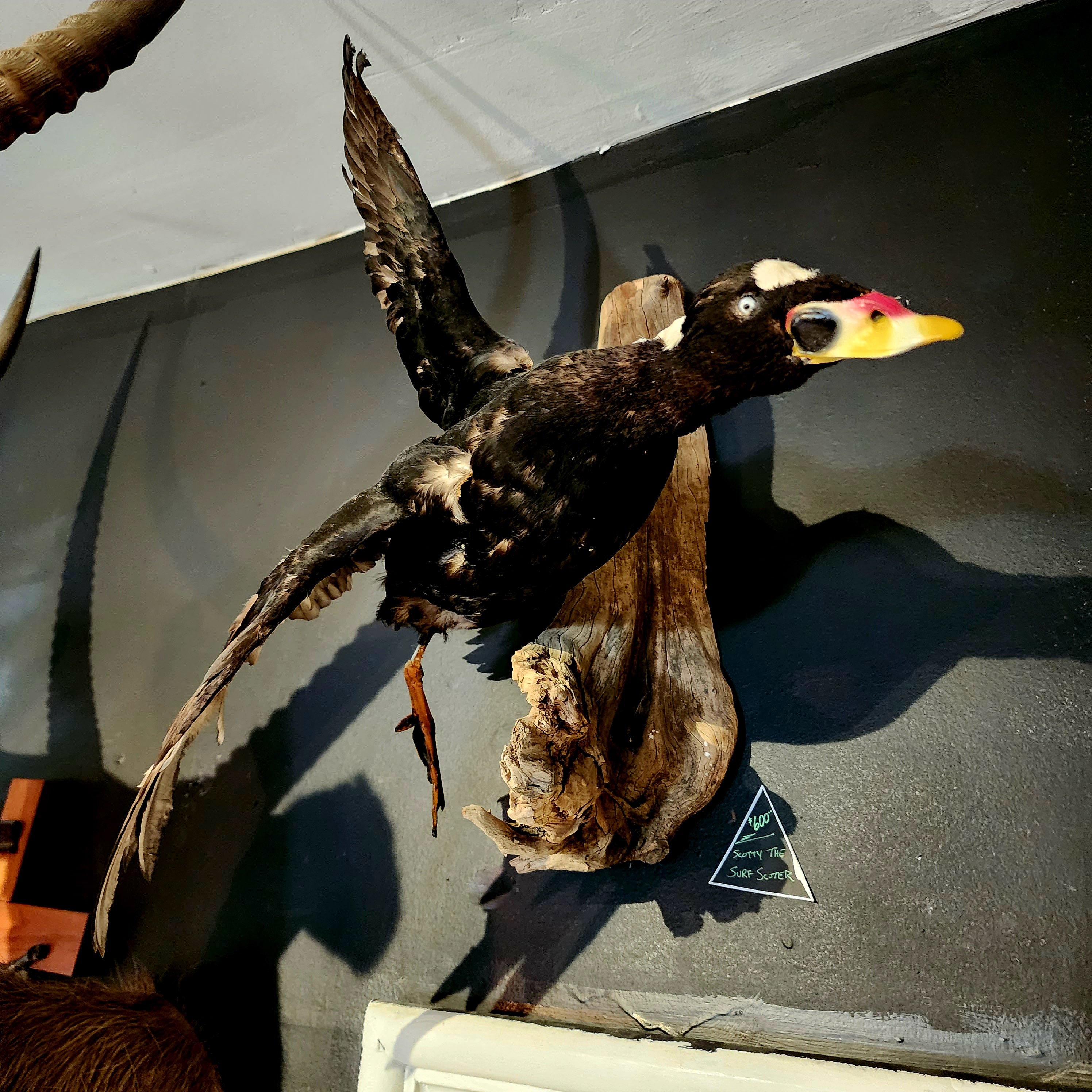 Scotty the SURF SCOTER – Hail - Records and Oddities