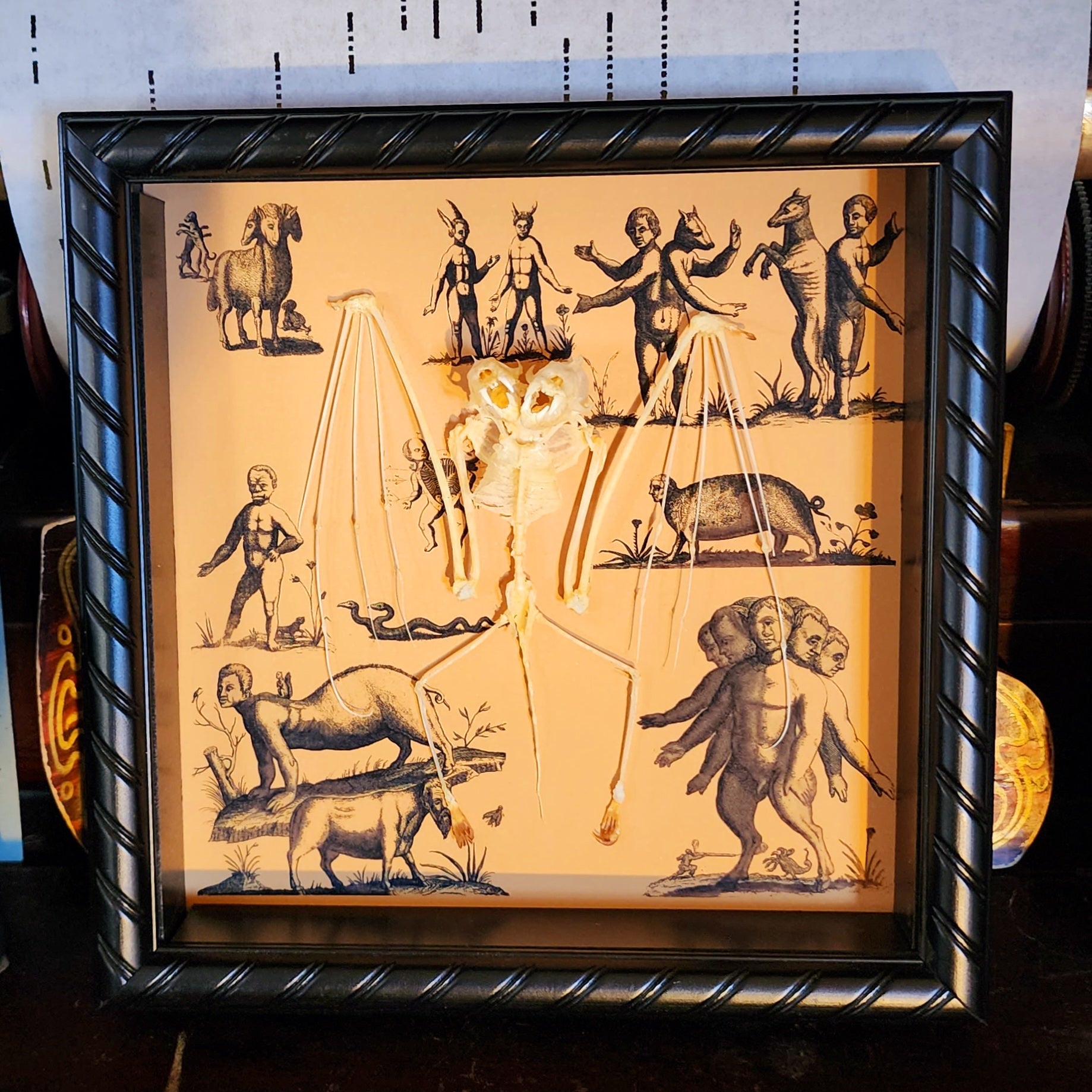 Two Headed Bat Skeleton – Hail - Records and Oddities