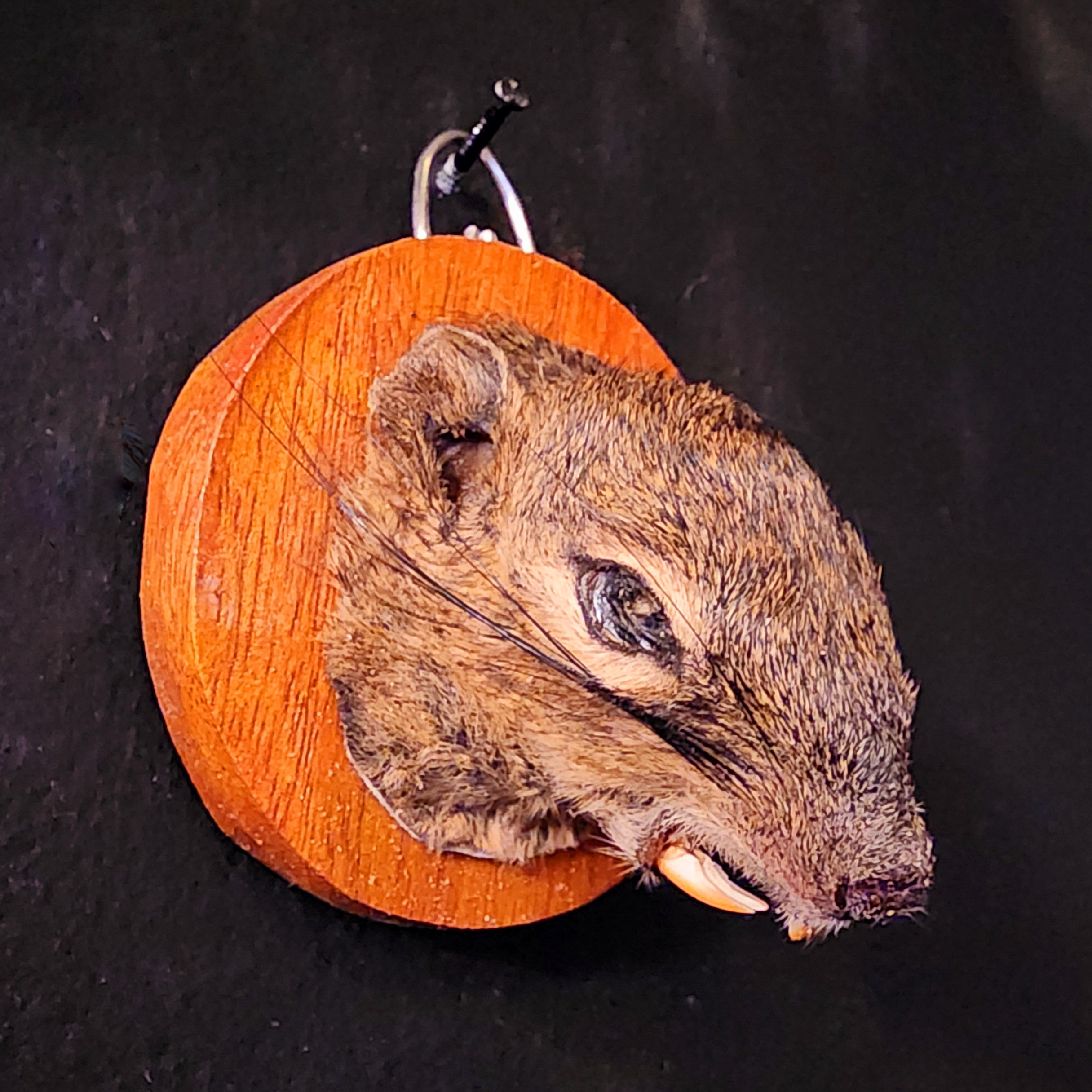 Squirrel Head Mount – Hail - Records and Oddities