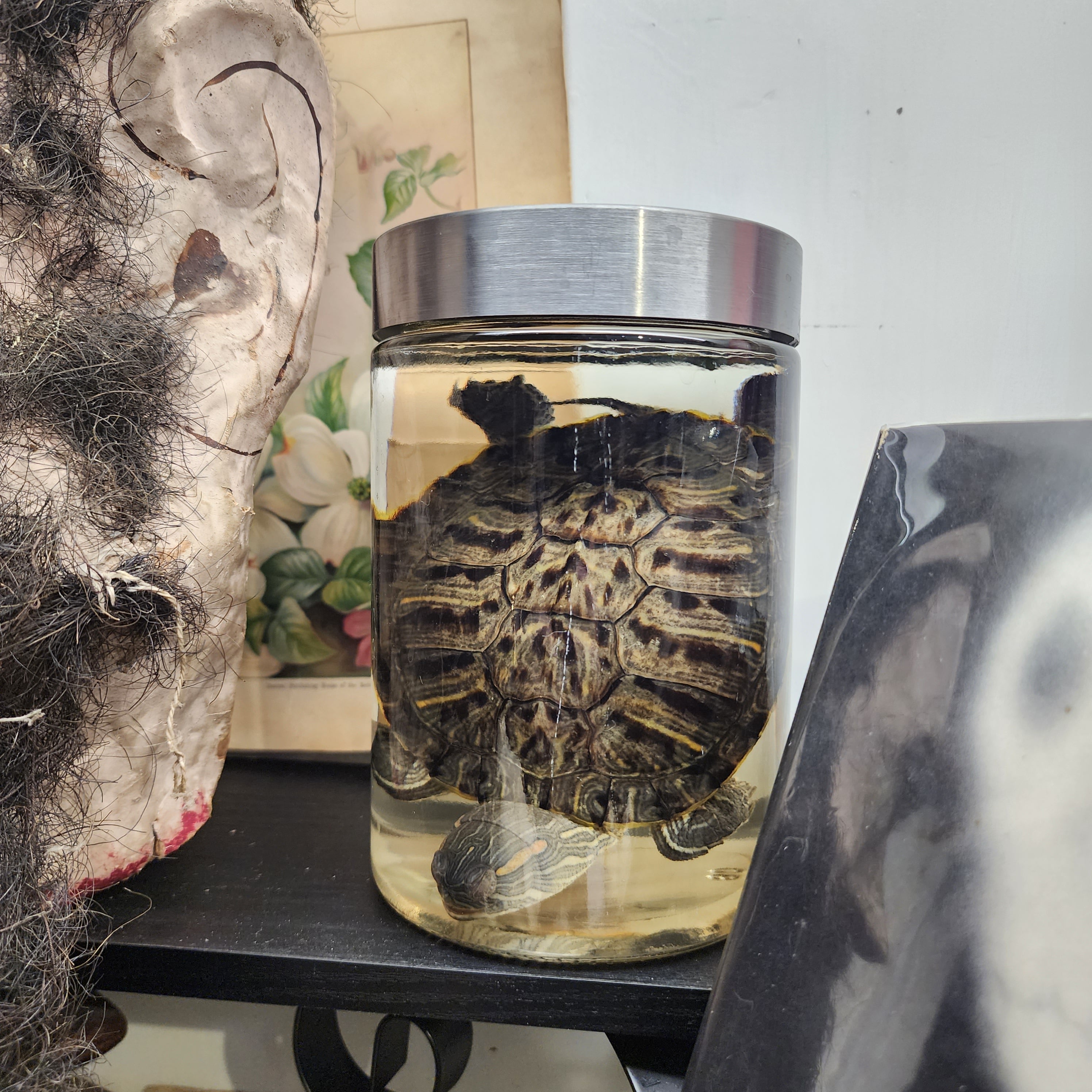 Turtle Wet Specimen – Hail - Records and Oddities