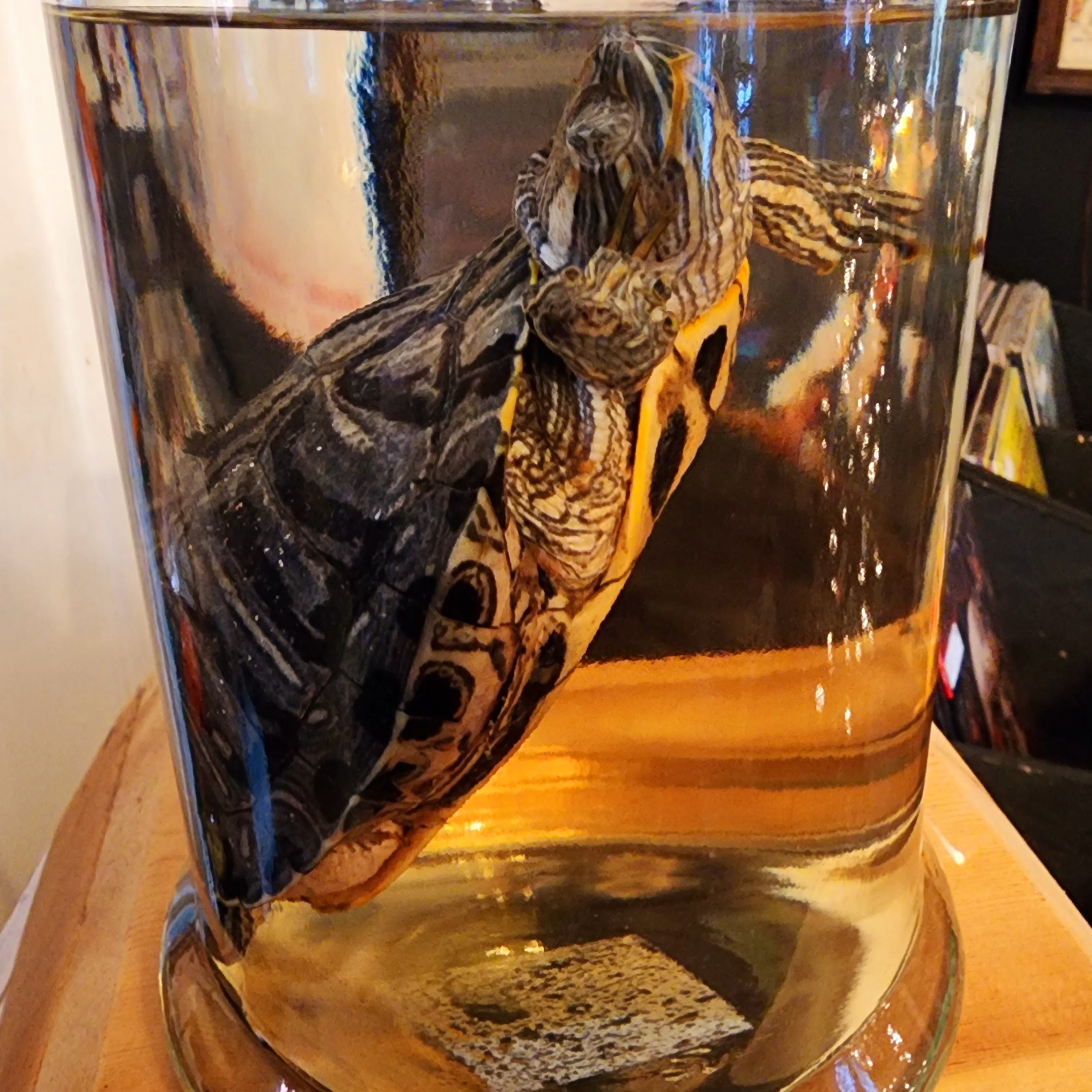Turtle Wet Specimen – Hail - Records and Oddities