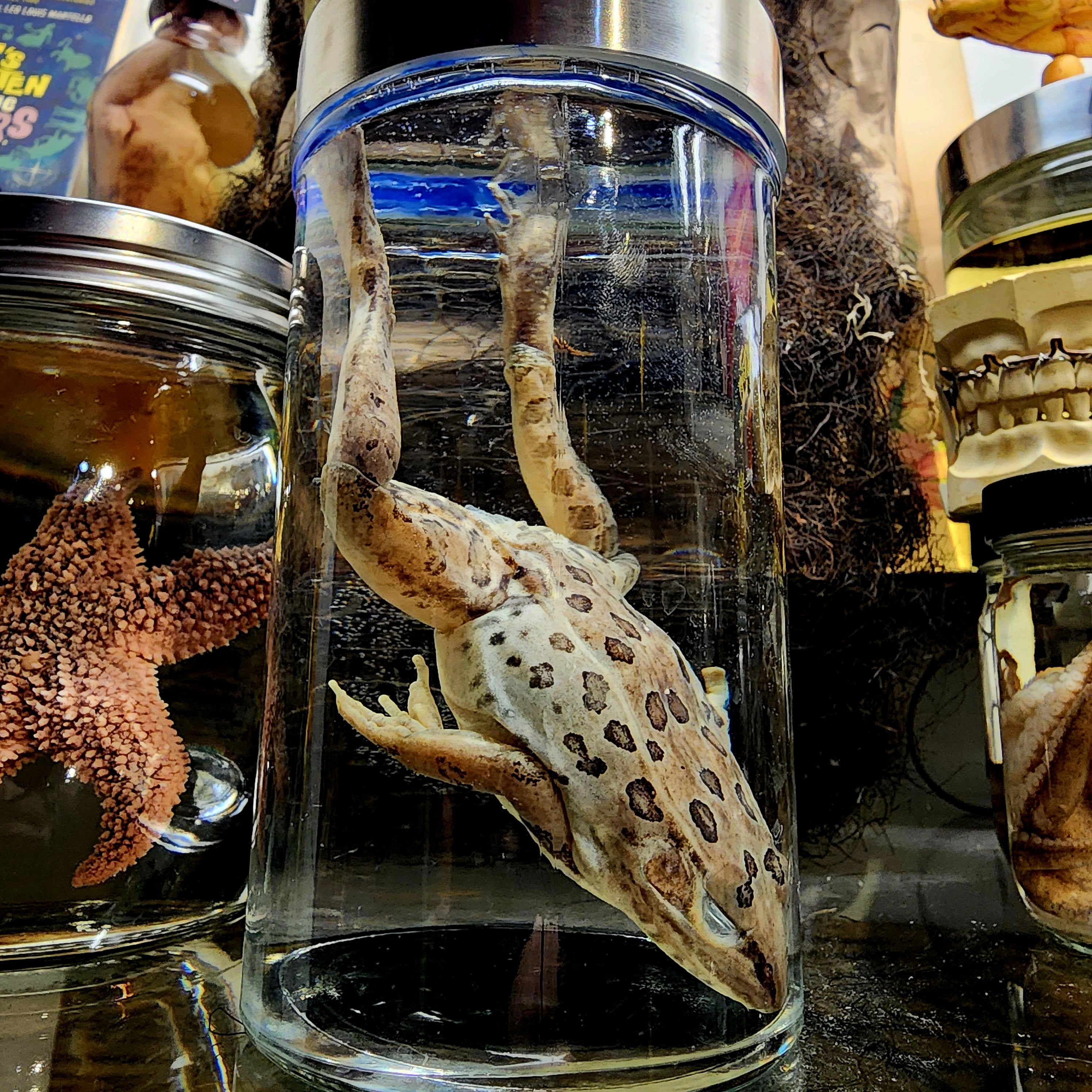 Frog Wet Specimen – Hail - Records and Oddities