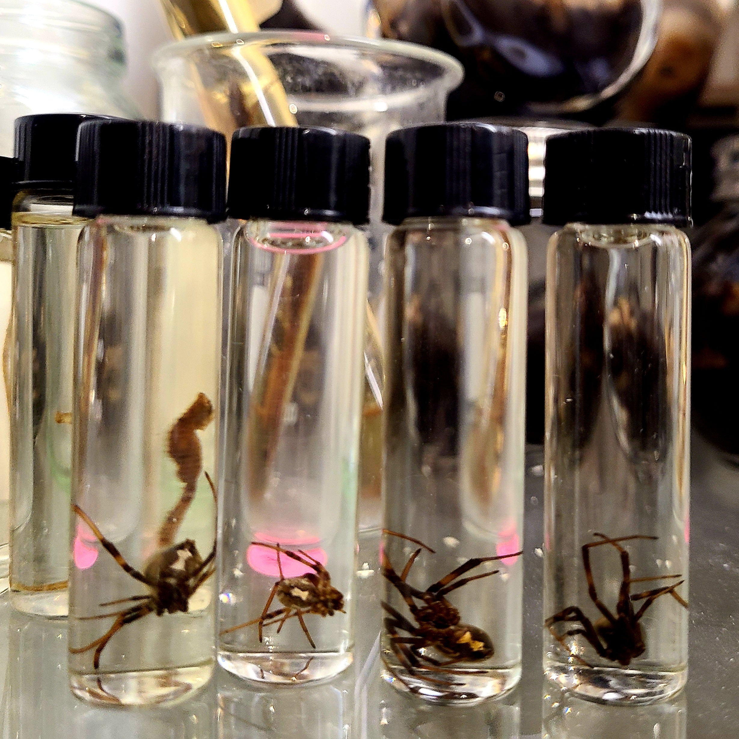 Black Widow Wet Specimen – Hail - Records and Oddities