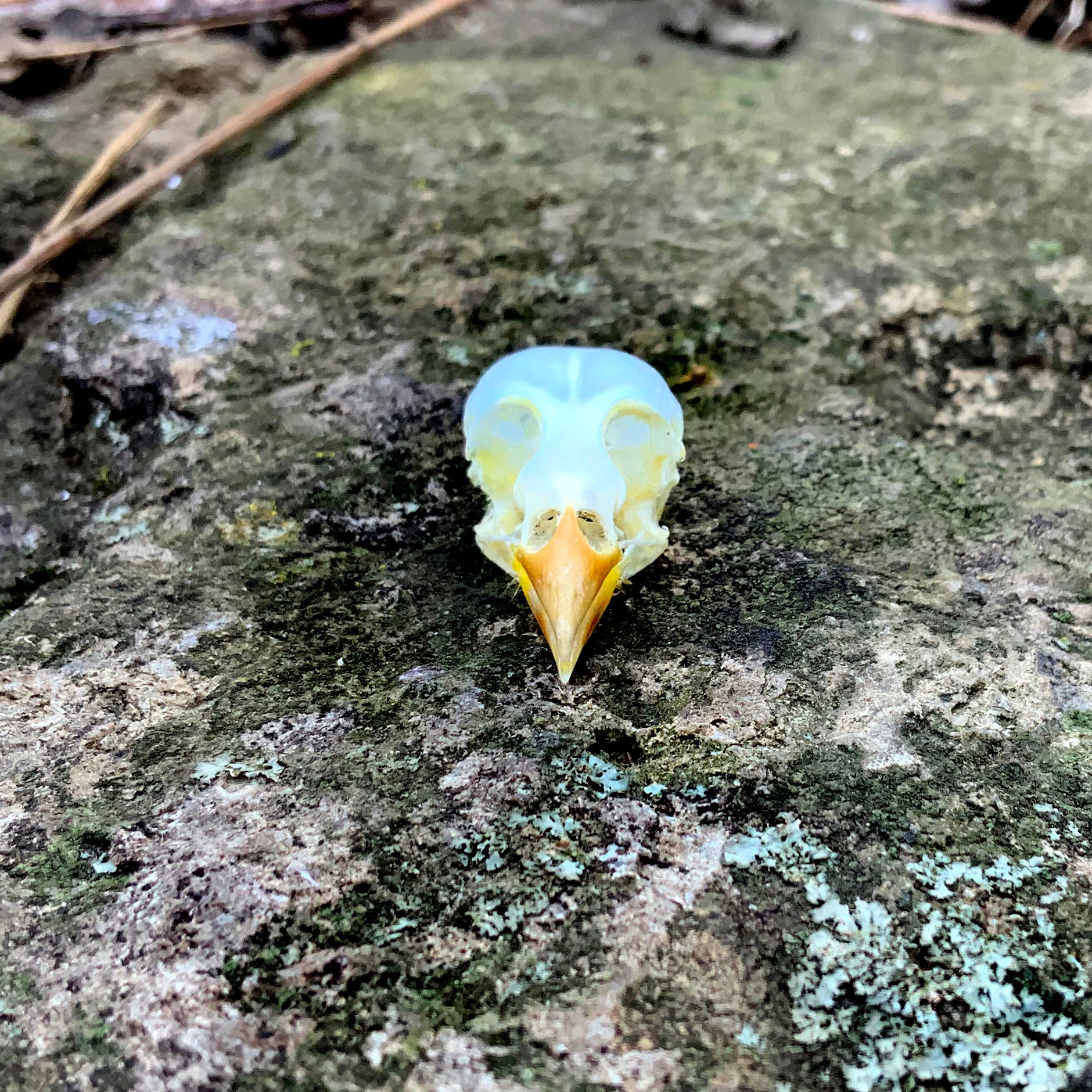 EURASIAN TREE SPARROW SKULL – Hail - Records and Oddities