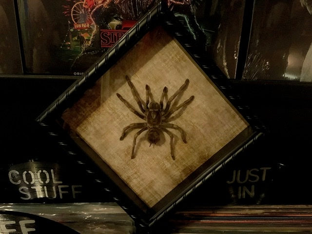 Brazilian Rusty Birdeater Tarantula – Hail - Records and Oddities