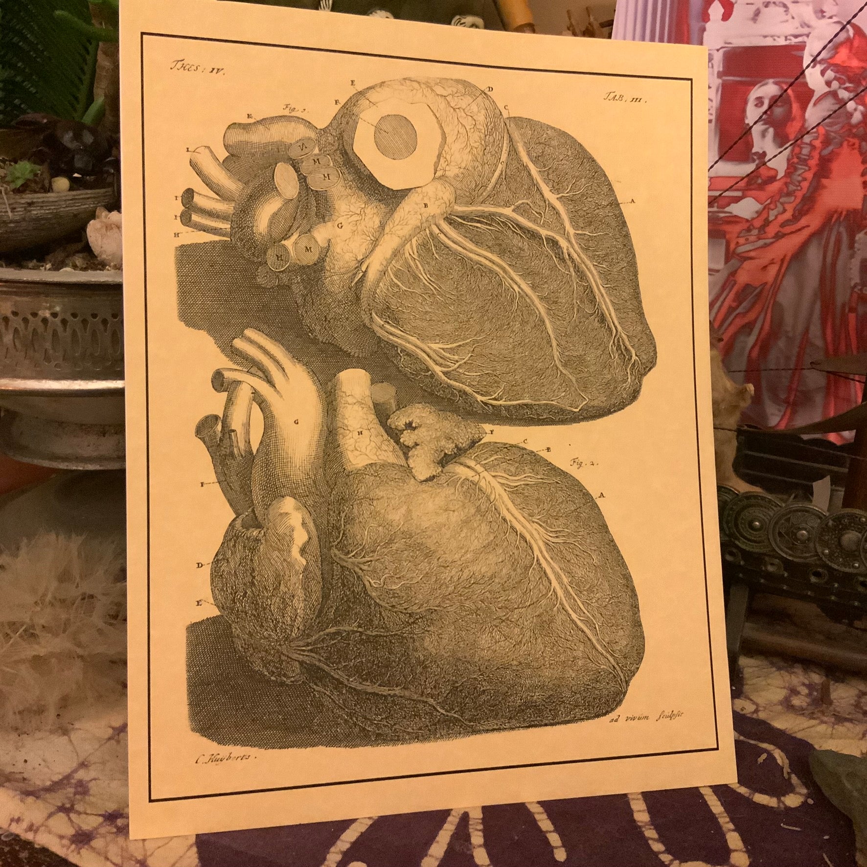 Frederik Ruysch - 030 - ANATOMY-HUMAN HEART-TAB III- PRINT – Hail ...